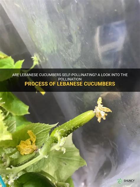 Are Lebanese Cucumbers Self Pollinating A Look Into The Pollination Process Of Lebanese