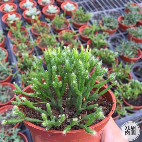 3吋盆【猿戀葦】多肉植物多肉療癒小物 組盆｜綠手指必備 Xuan肉園 蝦皮購物