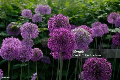 보라색 자이언트 양파 피는 것 알륨 장식용 양파의 필드 꽃이 만발한 알리움 꽃의 공은 거의 없습니다 원예의 개념 구근 식물의 재배 파속 식물에 대한 스톡 사진 및 기타
