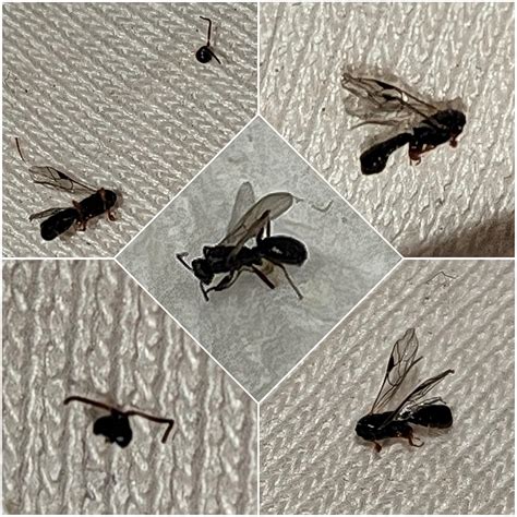 Tiny Black Biting Bug Uk ★ R Bugidentification