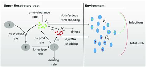 Model Diagram Diagram For Model Eqs 3 And 4 Download Scientific Diagram