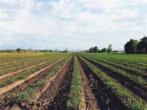 Produza Mais Com As Melhores Práticas De Plantio De Cana Em São Paulo