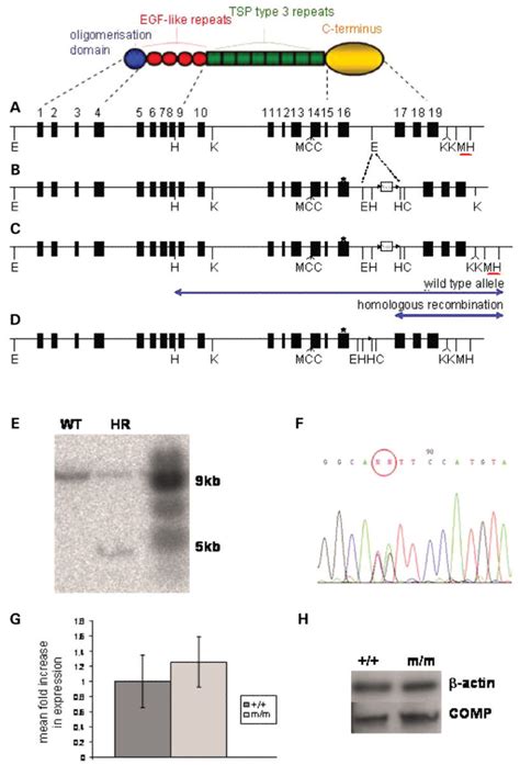 Targeting Strategy To Generate The Psach Mouse A The Domain