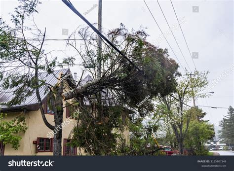 Severed Tree Caught Overhead Power Lines Stock Photo Shutterstock