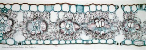 Monocot Leaf Cross Section 200x A Photo On Flickriver