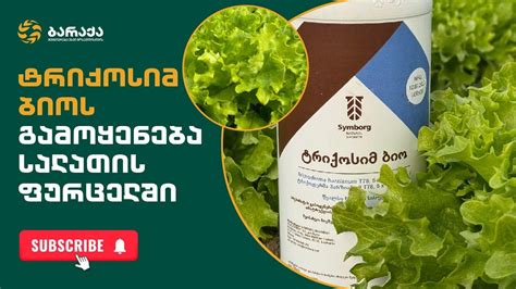 როგორ გავაძლიეროთ სალათის ფურცლის ფესვთა სისტემა ტრიქოსიმ ბიოს მეშვეობით Youtube