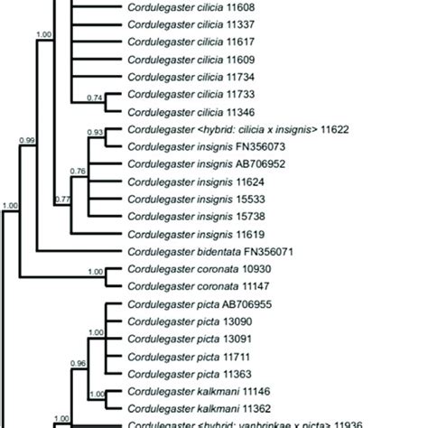 overview tree from the its gene maximum likelihood tree inferred with