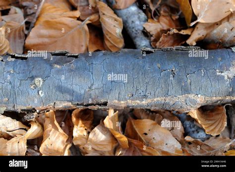 Cobalt Crust Fungus Or Deep Blue Fungus Pulcherricium Caeruleum Or