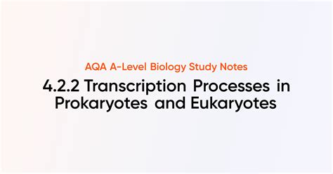 Transcription Processes In Prokaryotes And Eukaryotes 422 Aqa A