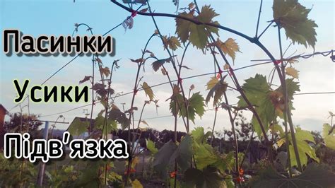 ЧЕРВЕНЬ Зелені операції під час та після цвітіння винограду Усики Пасинки Підвязка лози 🍇🍇