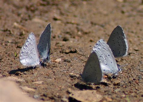 Spring Azure L Gorgeous Small Butterfly Our Breathing Planet