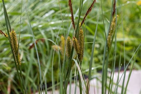 햇볕이 잘 드는 녹색 들판에서 키 큰 풀잎이 있는 병 사초 식물의 근접 촬영 0명에 대한 스톡 사진 및 기타 이미지 0명 꽃 식물 녹색 Istock