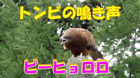 トンビの鳴き声 YouTube
