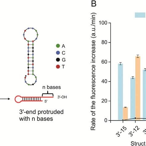 A A Schematic Depiction Of The Dsdna Structures With Different 3 0 Download Scientific