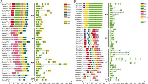 Evolutionary Conserved Motifs And Intronexon Distribution In A