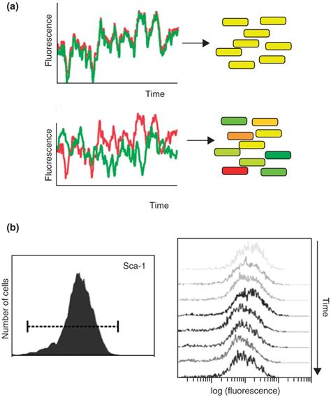 Stochasticity And Variability Observed In Single Cells A Time Series