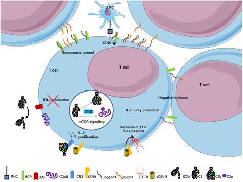 T Cell Response Is Modulated By Complement Components Mhc Tcr Download Scientific Diagram