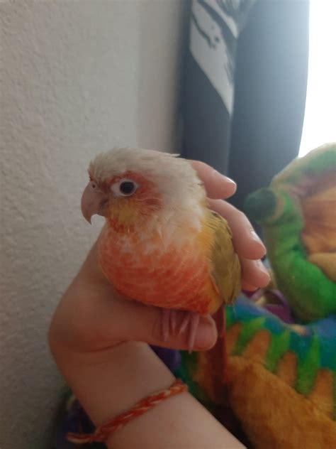 Need To Rehome My Gcc R Conures