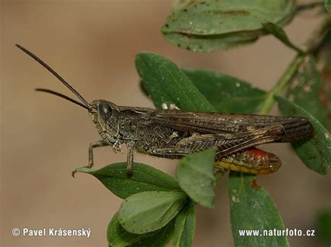 Grasshopper Photos Grasshopper Images Nature Wildlife Pictures