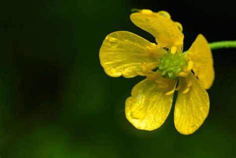 식물 미나리아재비 식물 생물종 Bric