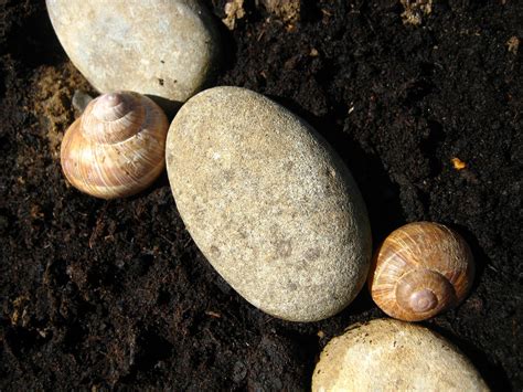 자연 배경 가까이 Pixabay의 무료 사진