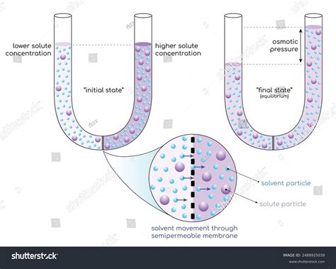 Osmotic Pressure Net Movement Solvent Through Stock Vector Royalty Free 2489925039 Shutterstock