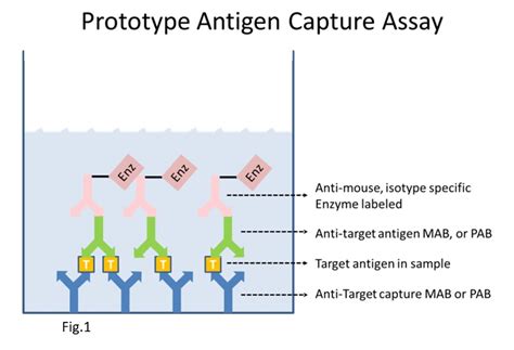 Troubleshooting Common Problems During Elisa Experiments Mybiosource
