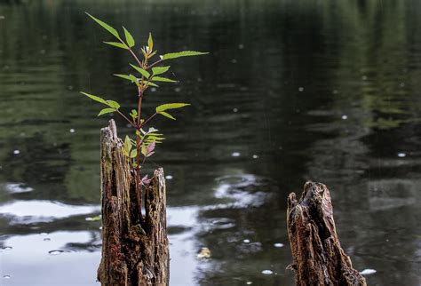 Tree Trunk Plant Drove Free Photo On Pixabay
