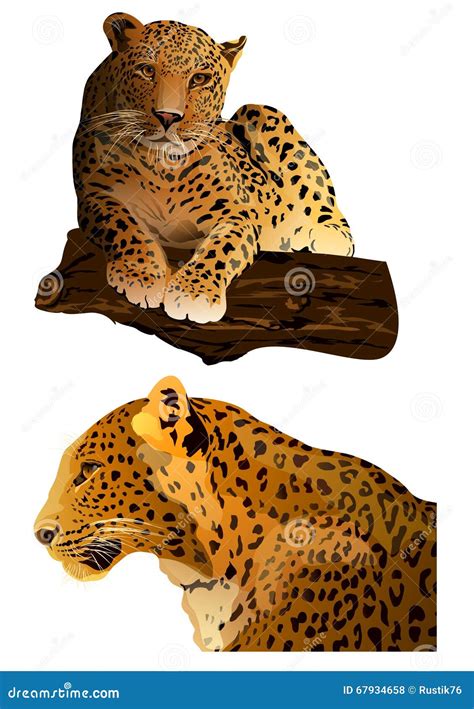 Leopard Vector Stock Vector Illustration Of File 67934658 Leopard Vector Stock Vector Illustration Of File 67934658