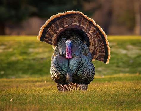 Spring Gobbler Photograph By Christopher Johnson Fine Art America