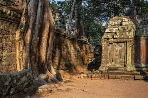 Ficus Strangulosa Tree Growing Over Doorway Ta Prohm Angkor Wat Stock