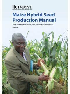 Maize Hybrid Seed Production Manual Excellenceinbreeding Maize Hybrid Seed Production Manual