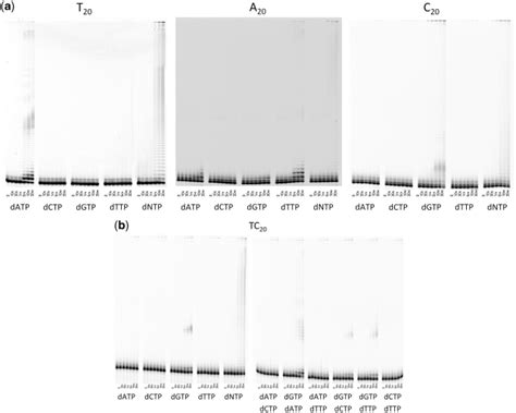 Primer Extension Assay With Homopolymeric Substrates A Extension Of
