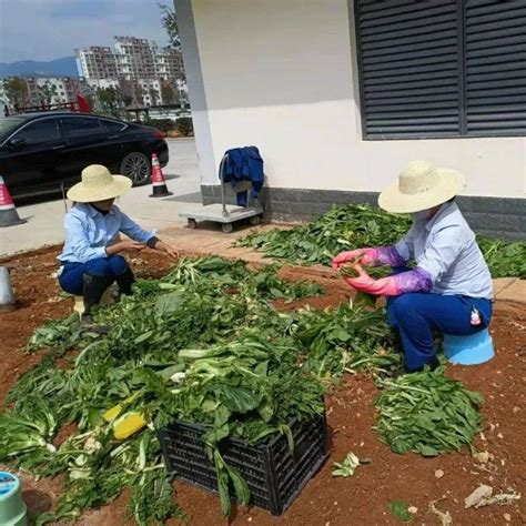 为餐桌添料 为生活添彩2篇 菜园 保山 进行