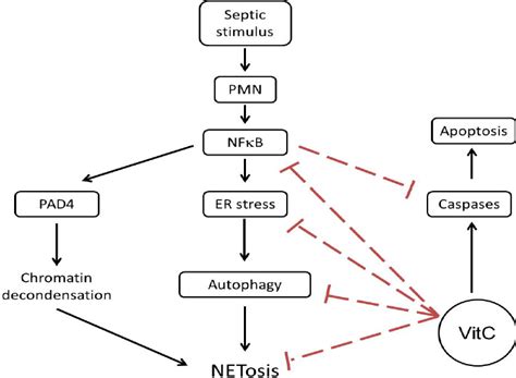 Schematic Hypothesis Of Regulation Of Signaling Pathways That Leads To Download Scientific