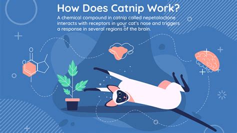 What Does Catnip Do To Cats Why Cats Like It Cats Com