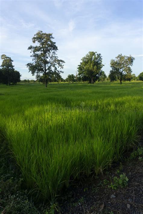 Rice Field Weather Patterns And Growing Cycle Through Seasons Asia Stock Image Image Of