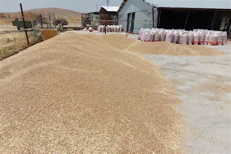 برداشت گندم و جو از مزرعه آموزشی و تحقیقاتی دانشگاه آزاد شهرکرد