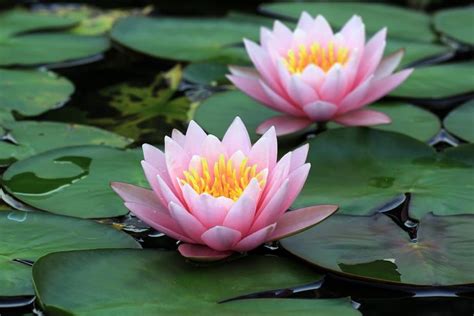 25 Inspiring Koi Pond Ideas For Your Backyard 2024 Own The Yard Koi