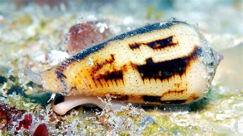 Cone Snail Ocean Treasures Memorial Library