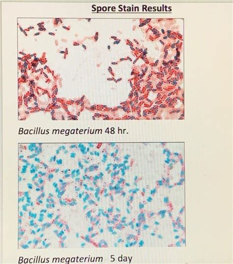 Bacillus Subtilis Spores