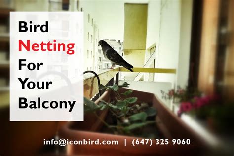 Efficient Bird Netting Services For Your Balcony Icon Bird