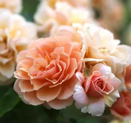 Emi Rose All About Roses