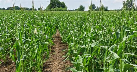 Advantages Of Intercropping For Resource Utilization Agriculture Notes By Agriculture Institute