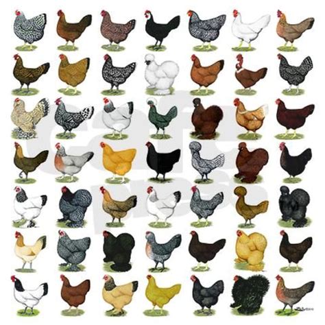 Chicken Breeds