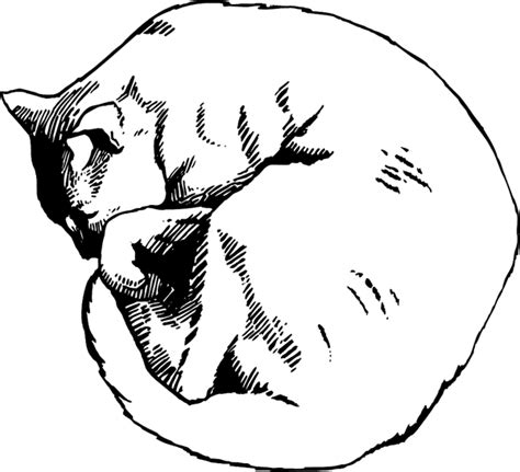 Curled Up Cat Drawing At GetDrawings Free Download
