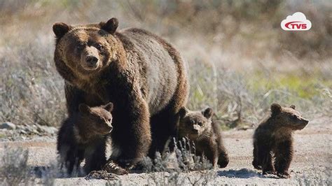 ҮЗЭХ БААВГАЙ ХҮНИЙ АМЬ НАСАНД АЮУЛ УЧРУУЛАХ НӨХЦӨЛ ҮҮССЭН ҮЕД БУУДАЖ БОЛОХ ЧИГЛЭЛ ӨГЛӨӨ Youtube
