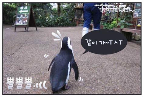마쓰에 포겔파크 사랑에 빠진 펭귄 사쿠라짱 이야기 네이버 블로그