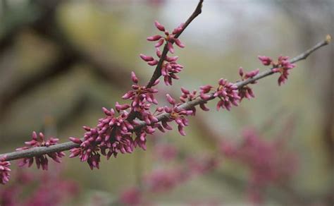 A Parade Of Spring Flowering Trees Fine Gardening