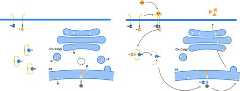 Utokyo Igem 2023